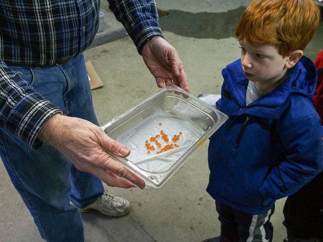 Hatcheries flow on despite the evidence they harm salmon recovery ...
