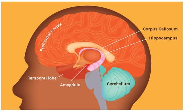 The Neglected Brain, Part 1 | Cascade PBS