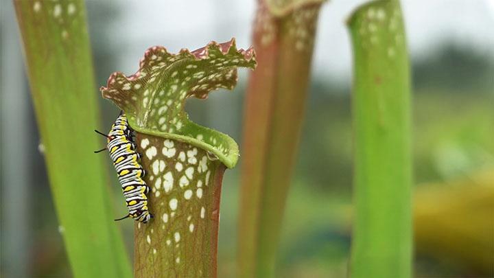 Why These Bugs Live Inside Plants That Eat Them | Cascade PBS