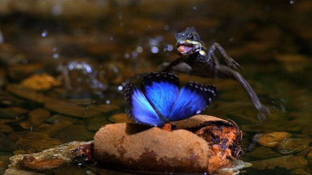 Moment of Impact: "Jungle" - Preview | Cascade PBS