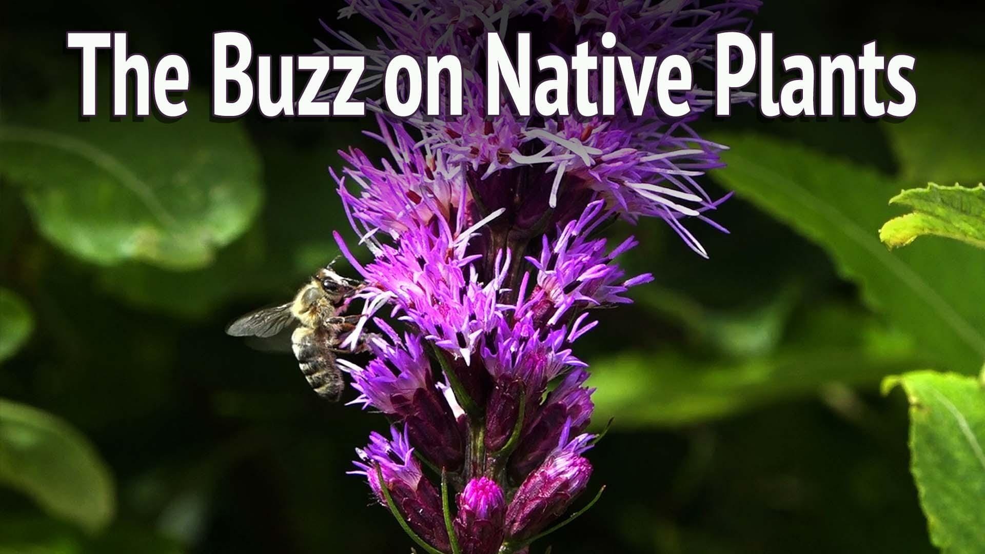 The Buzz On Native Plants | Cascade PBS