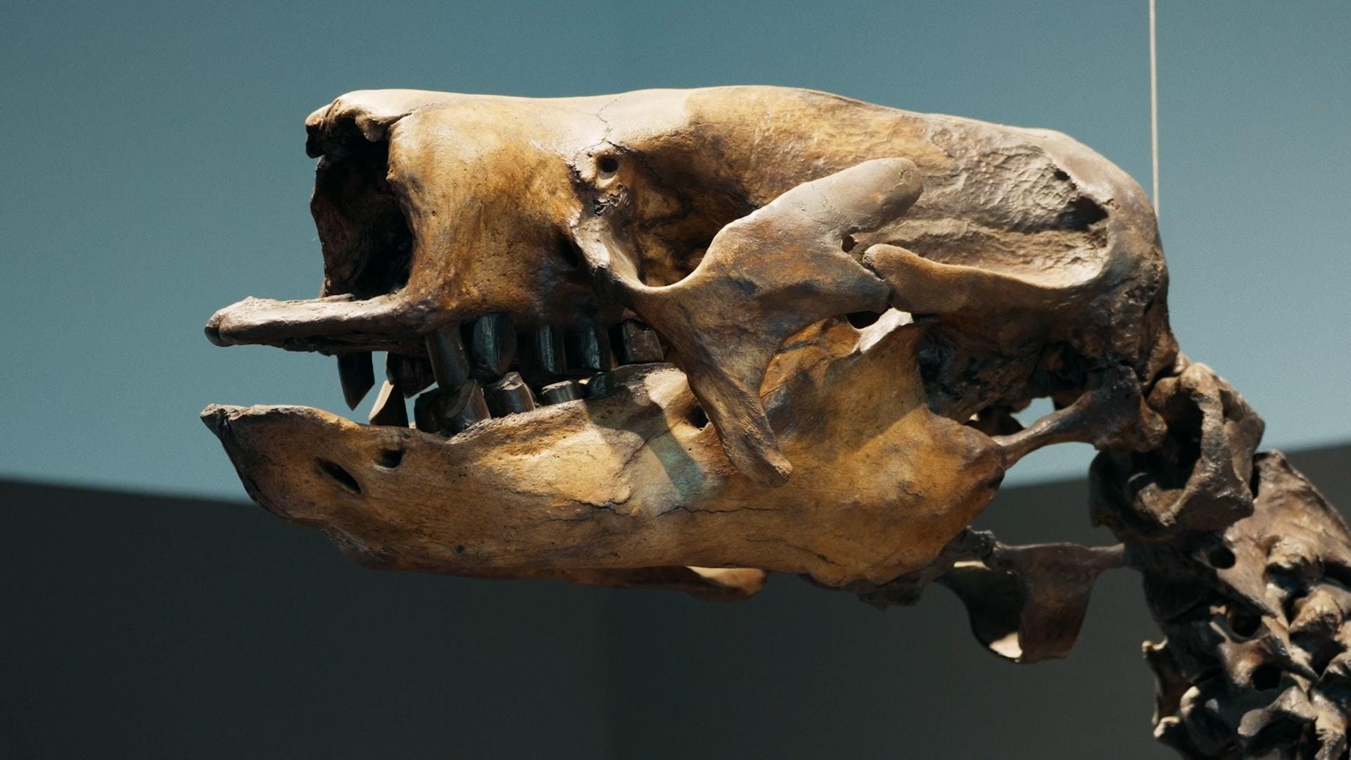 Fossils in the Asphalt: Unearthing LA’s Ancient Past | Cascade PBS