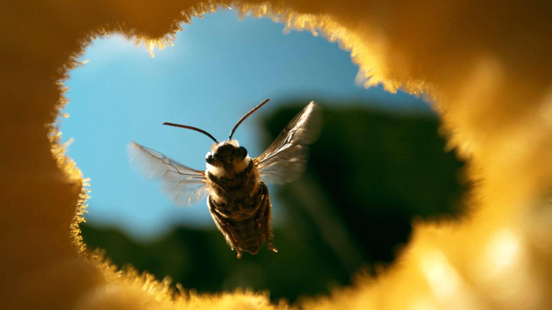 Episode 4 Preview | Cascade PBS