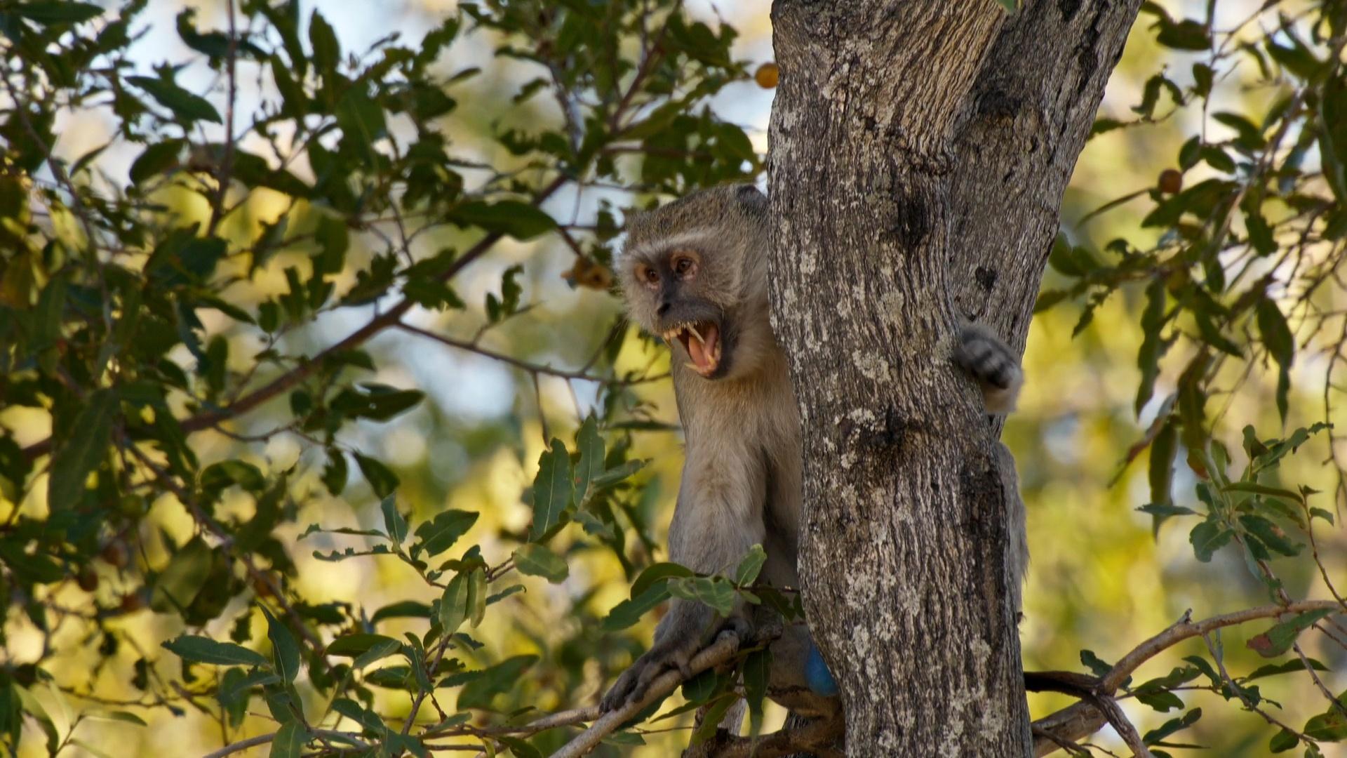 Leopard Hunting Monkeys | Cascade PBS