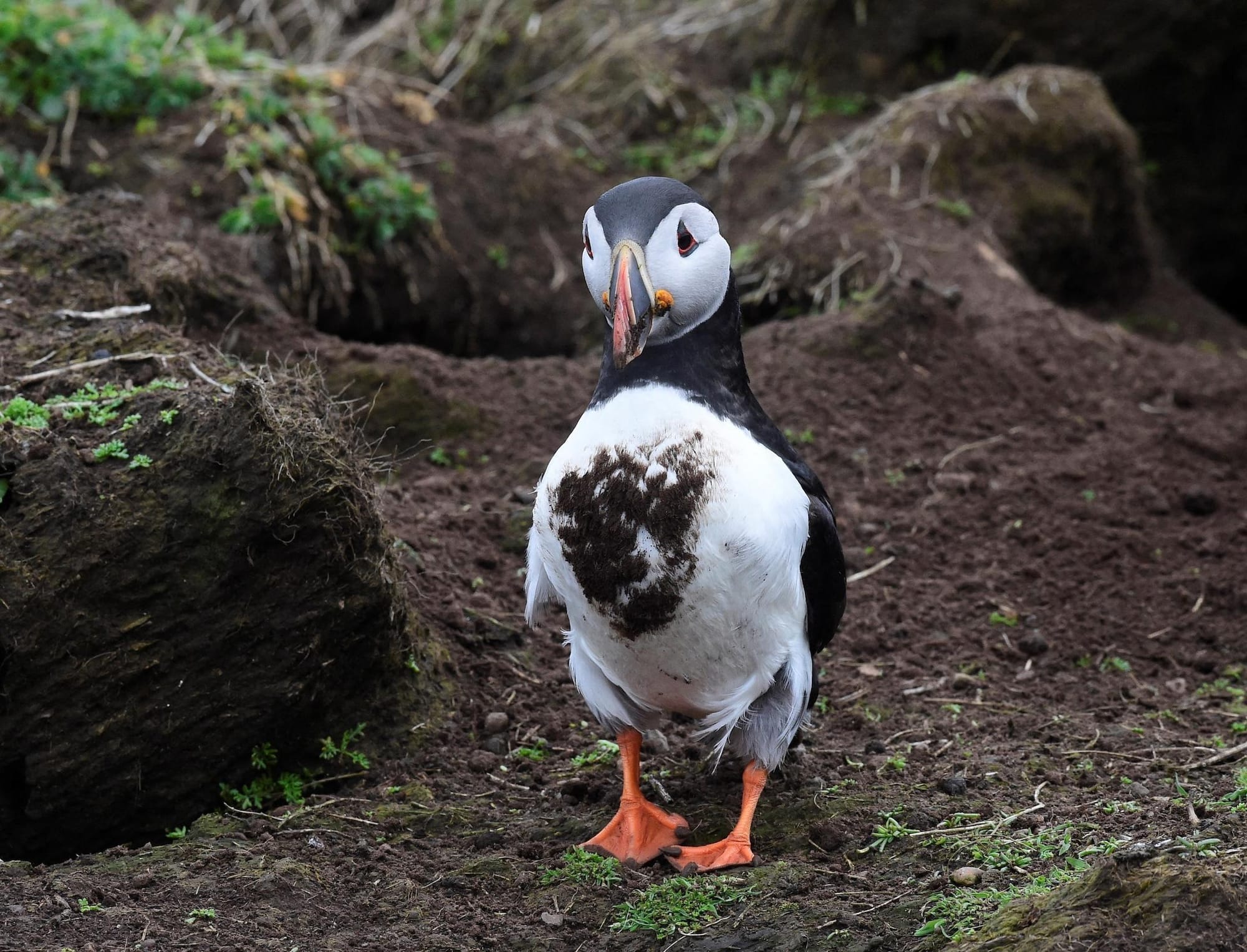 How a thriving habitat for puffins was restored in Maine | Cascade PBS