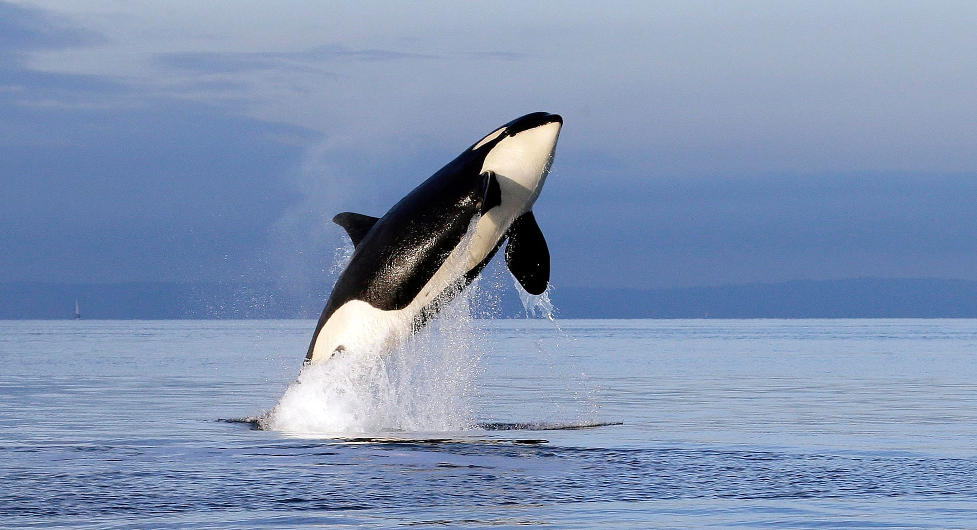 The Orca Task Force finally has a plan. Will it work? | Cascade PBS
