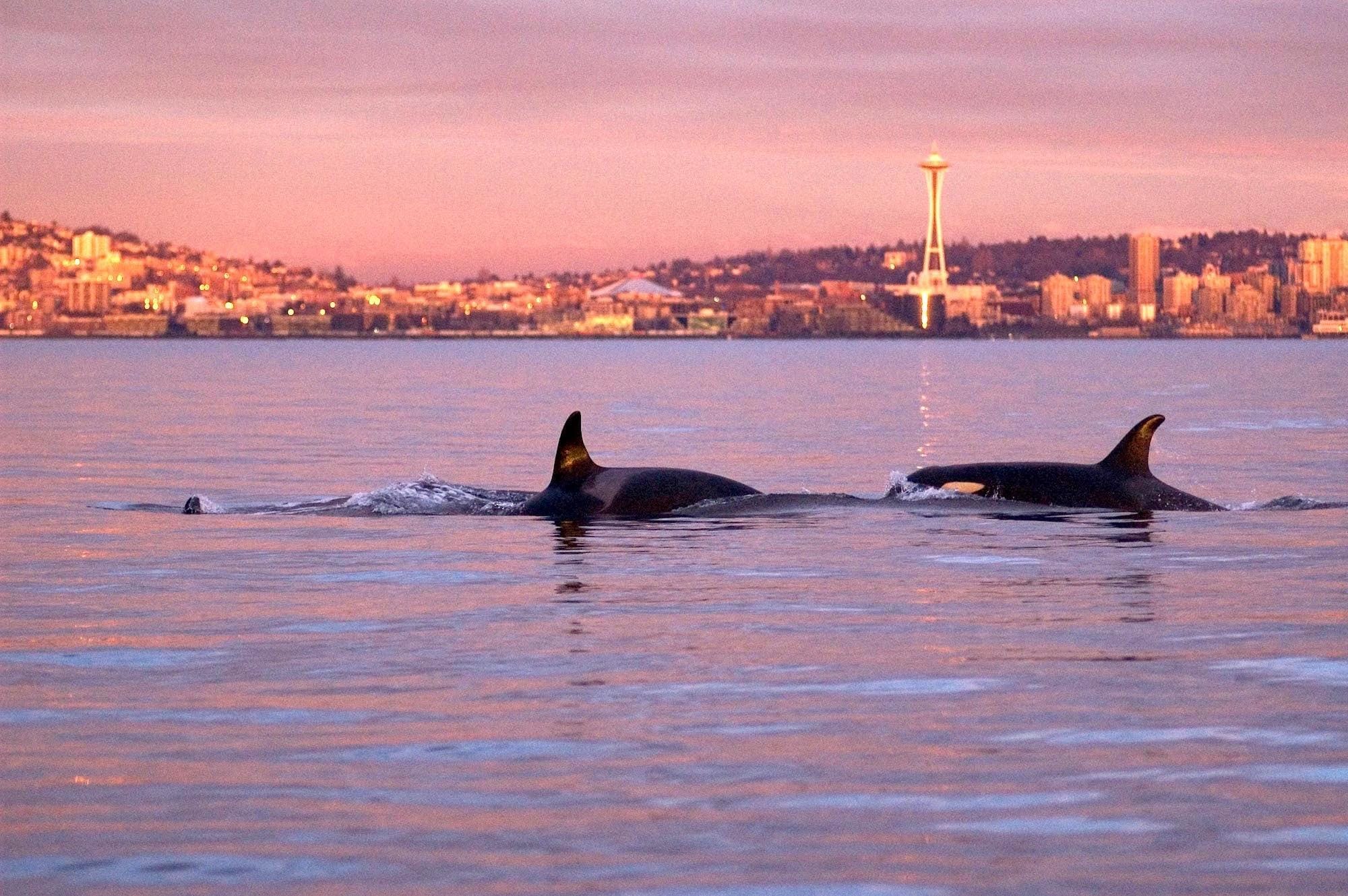 To whale watch, we all must make sacrifices