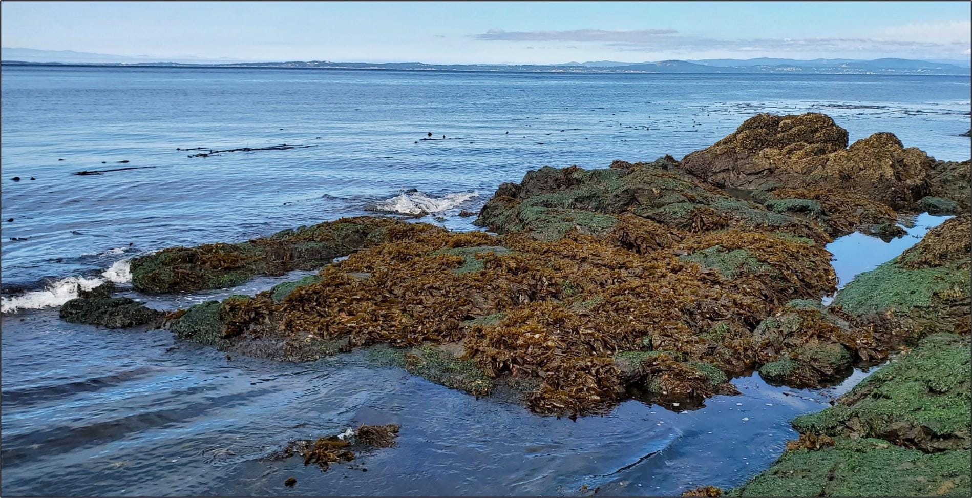 PNW scientists find ruin and resilience after summer heat wave ...