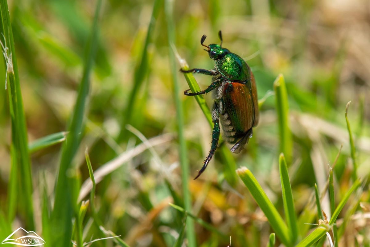 WA prepares against invasive rose- and hop-eating beetle | Cascade PBS