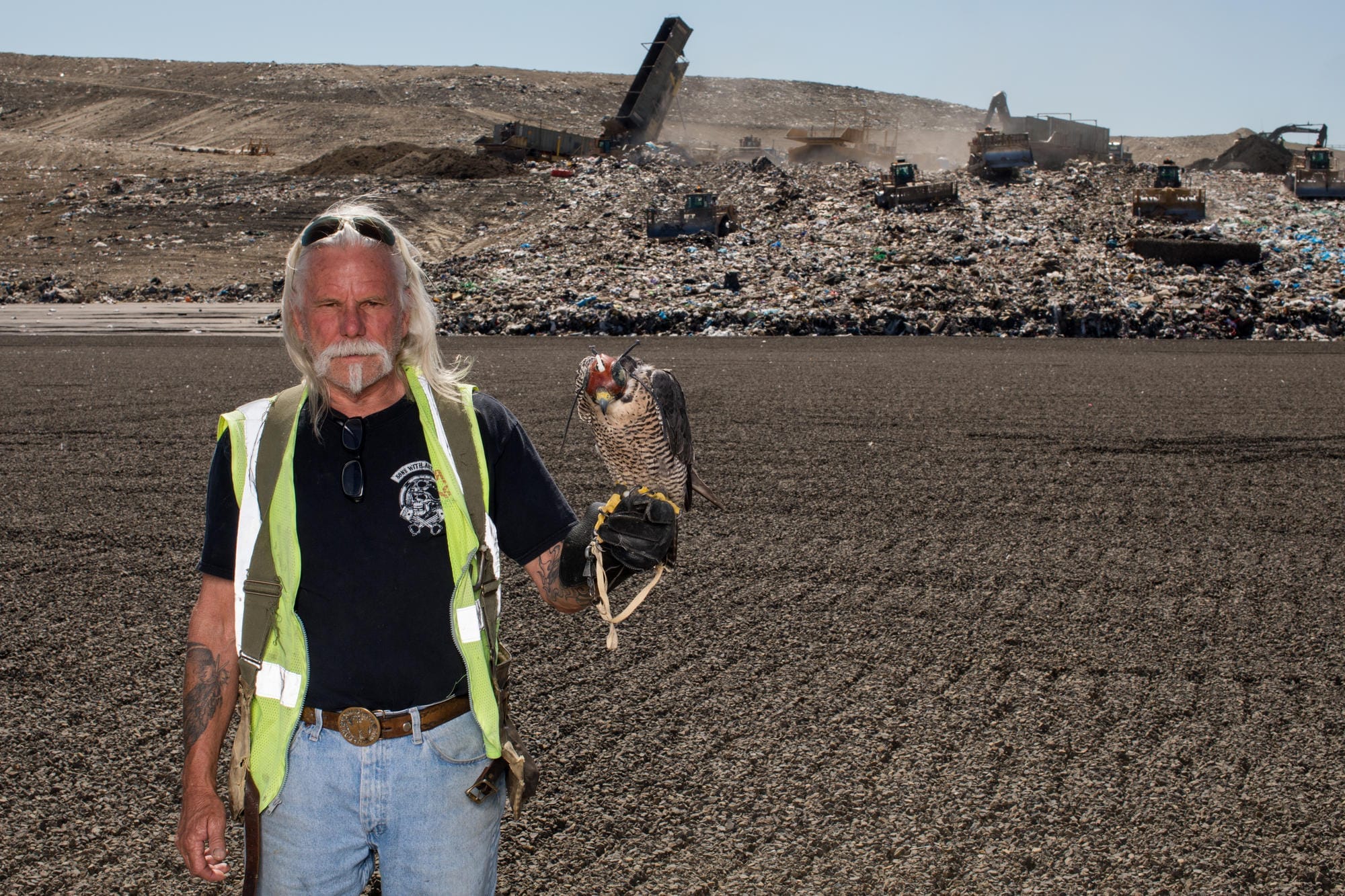Trained birds of prey scare pesky birds away from WA's orchards and ...