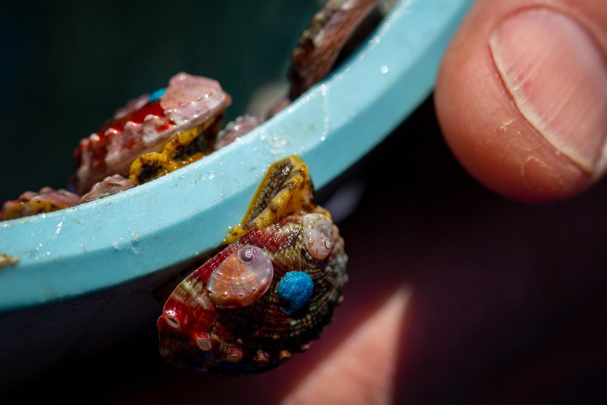Photo Essay | The quest to help tiny abalone survive | Cascade PBS