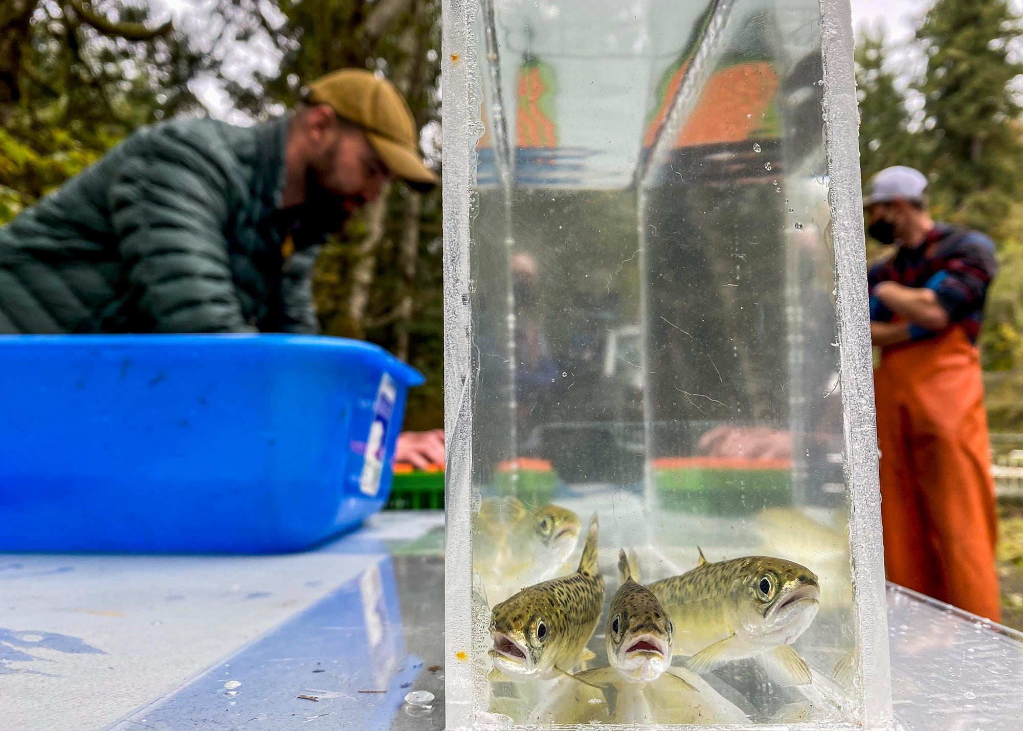 WA fish researchers use tiny sensors and other tech to save salmon ...
