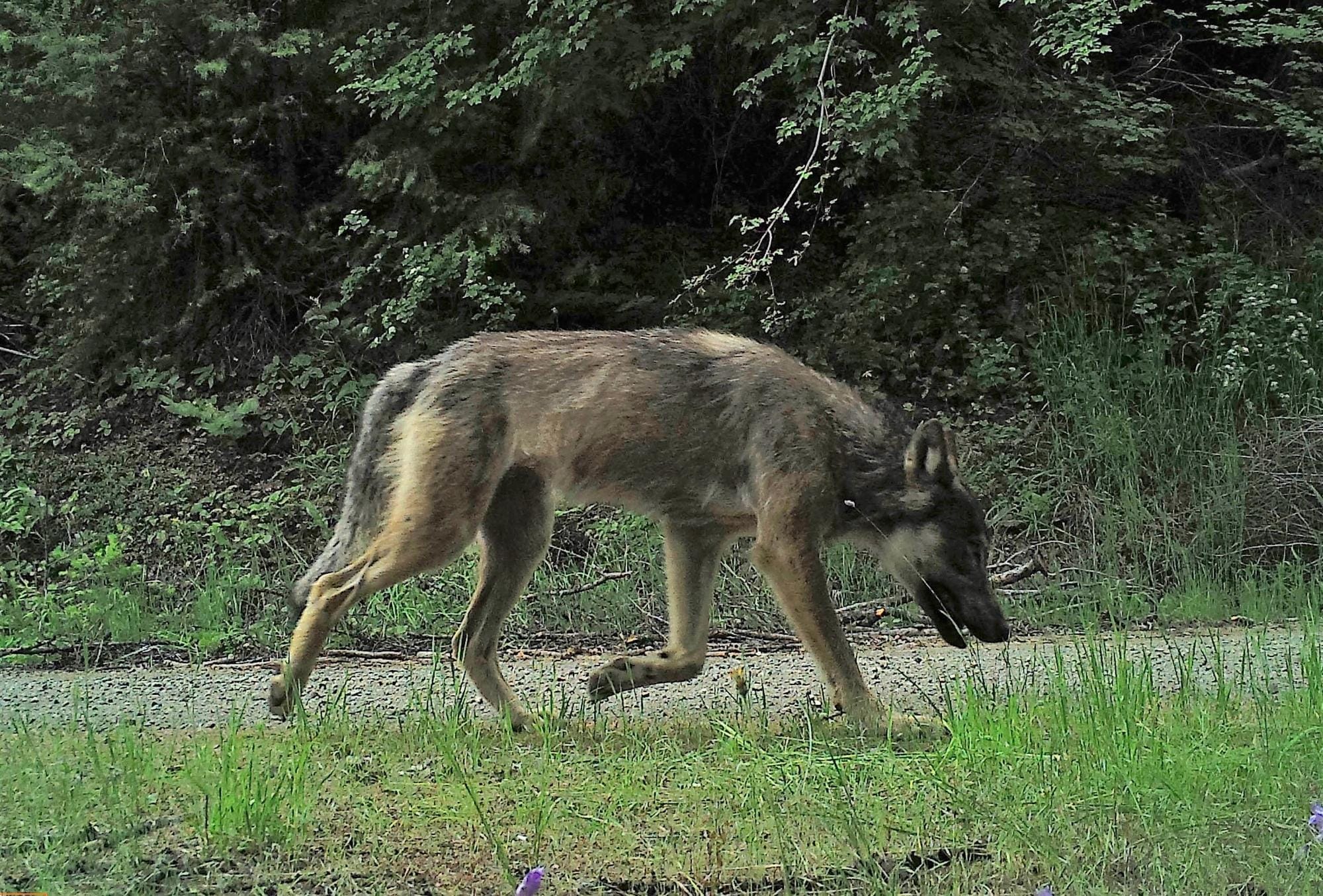 Wolves in the crosshairs again in Northeastern Washington | Cascade PBS