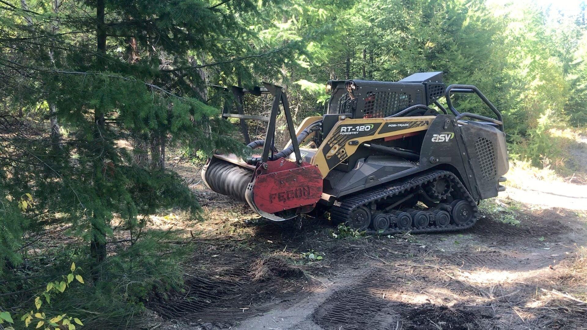 ‘Thin it or watch it burn’: How Washington is chewing up trees and ...