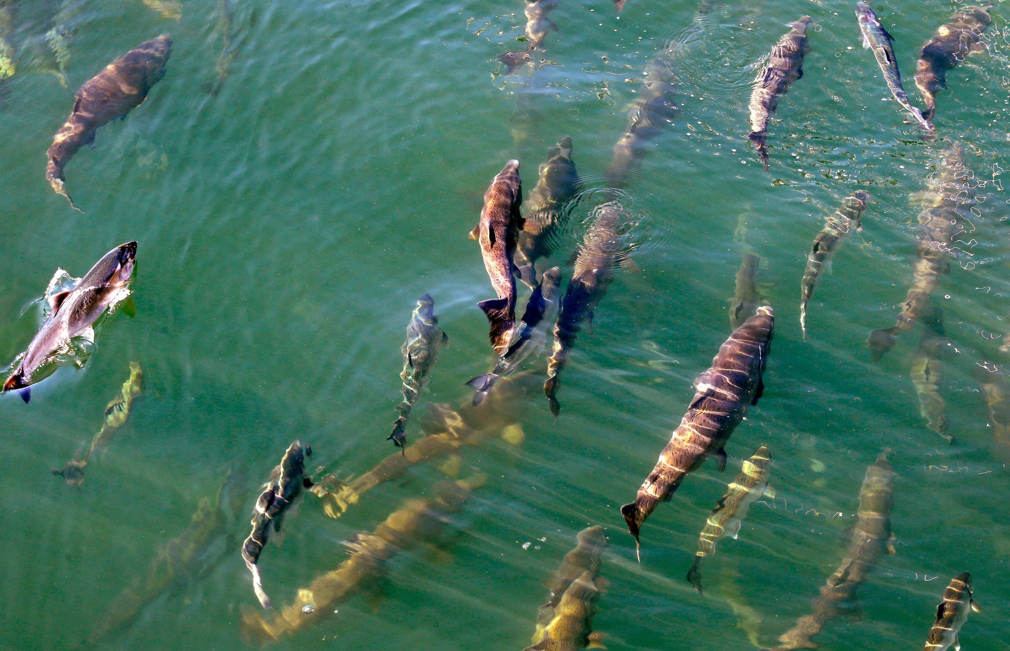 Can the United Nations help save Pacific salmon? | Cascade PBS