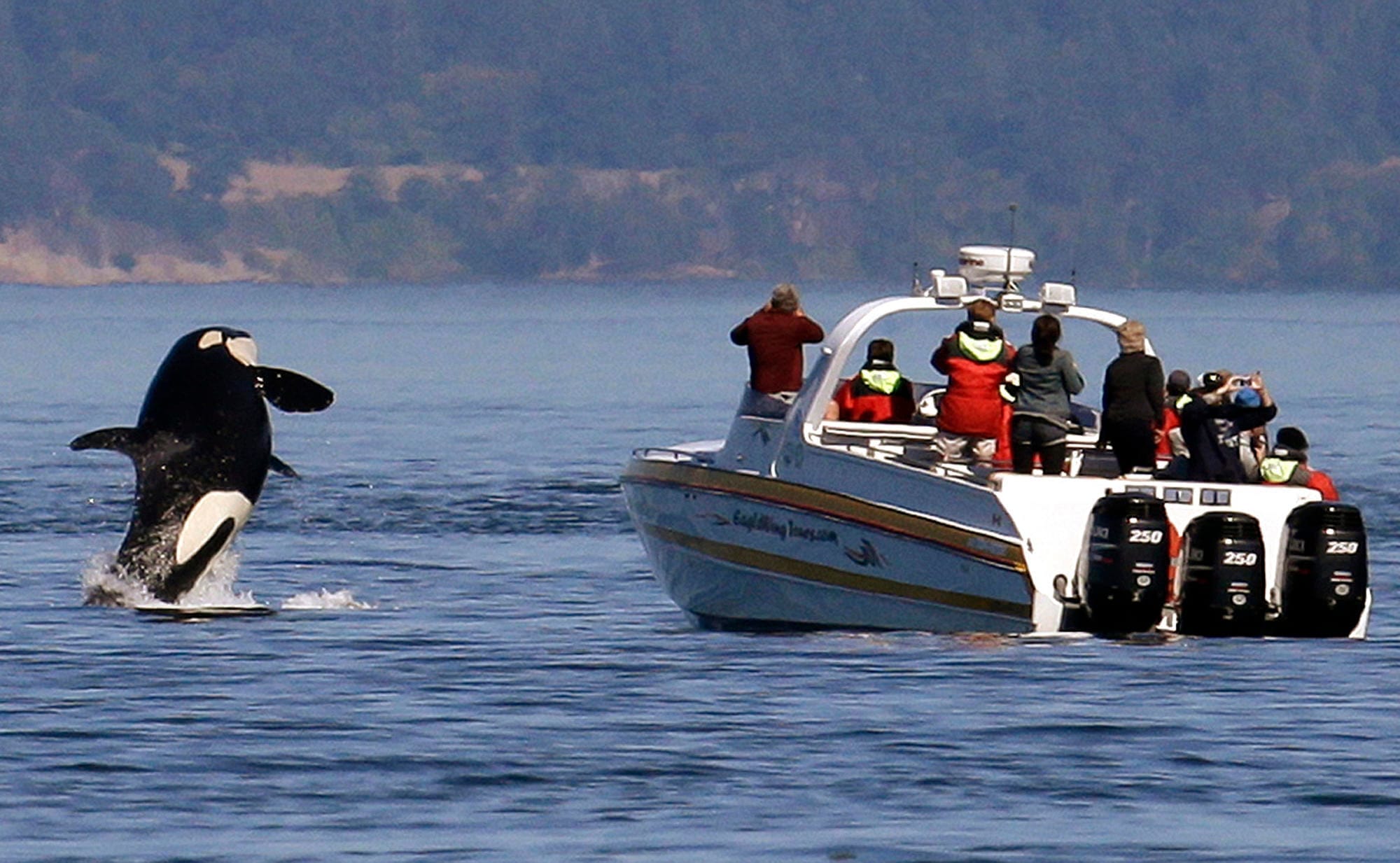 To protect orcas, boats in Puget Sound must stay 1,000 yards away ...
