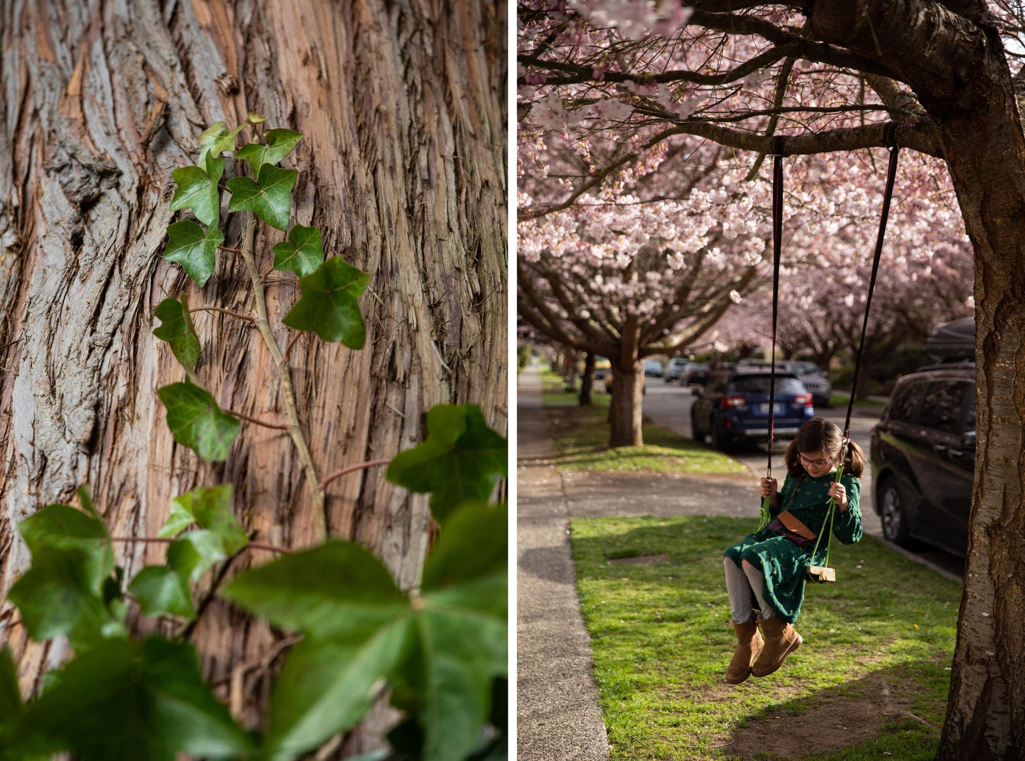 You might be responsible for a Seattle street tree and not know it ...