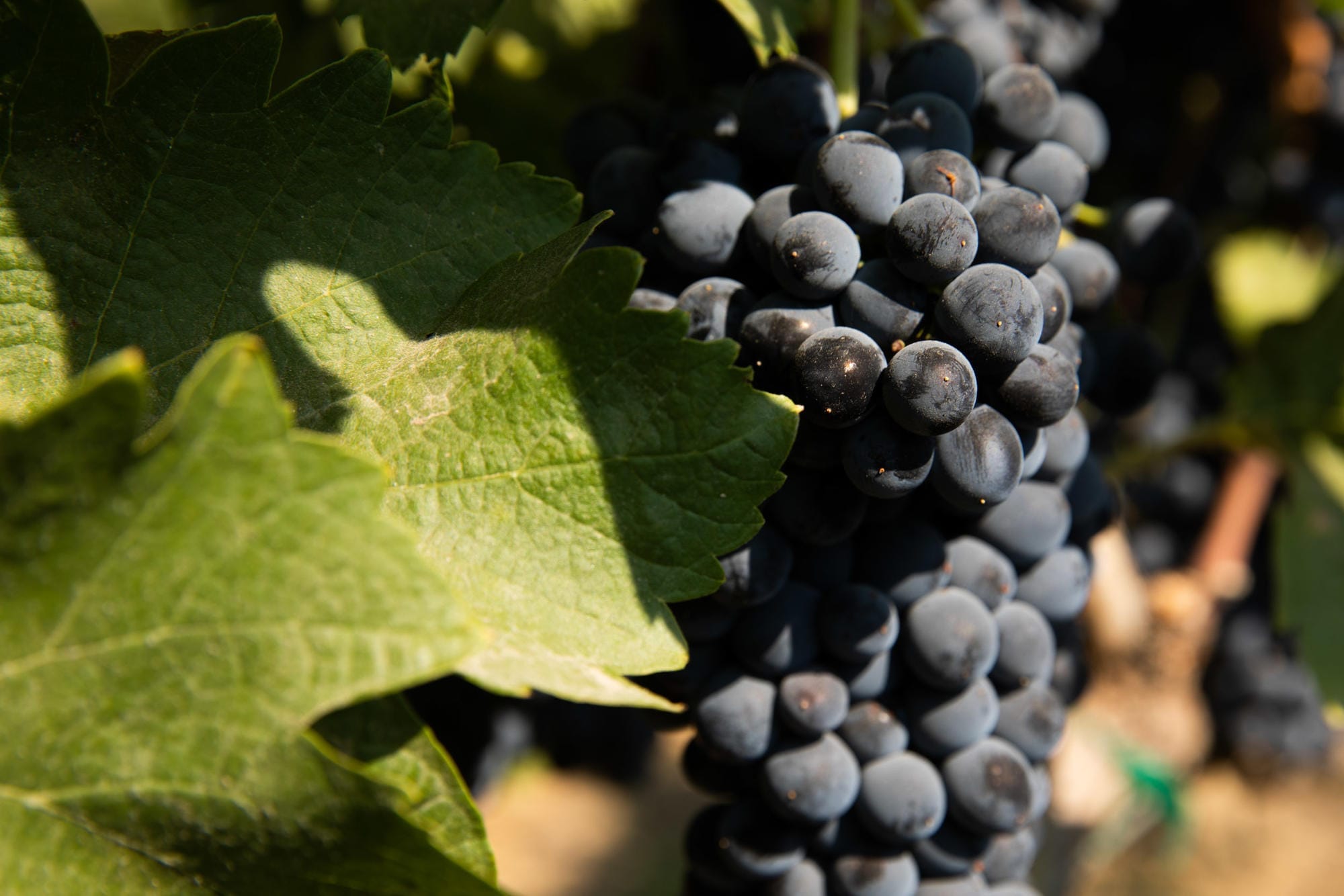 Washington wine-grape crop pops off despite a cold, wet spring ...