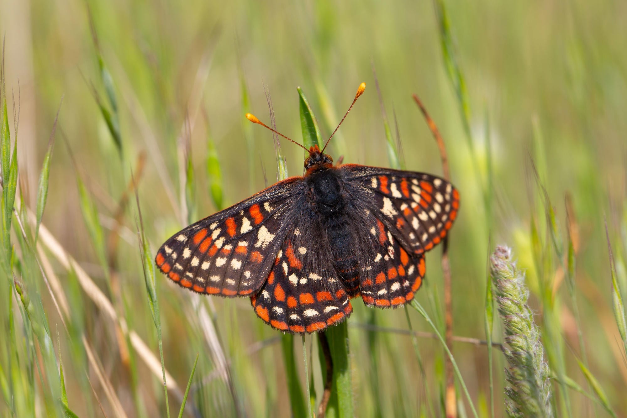 A Pacific Northwest butterfly project is restoring habitats, hope ...