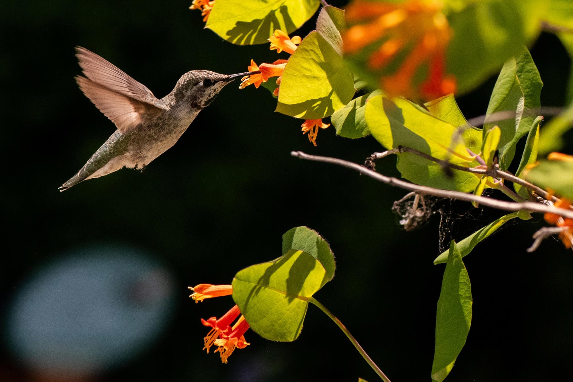 New Indigenous-led PacSci exhibit connects humans and pollinators ...