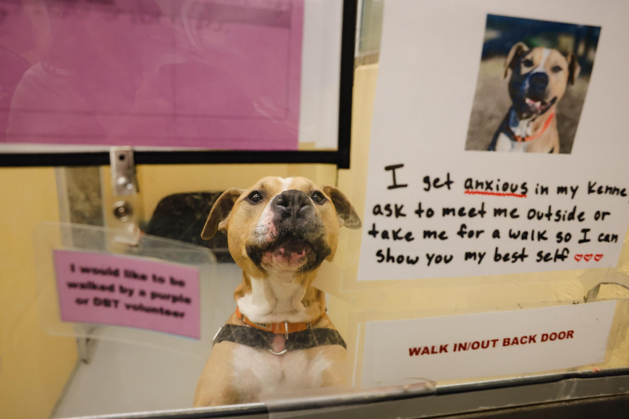 Seattle Animal Shelter accused of safety issues, retaliation | Cascade PBS