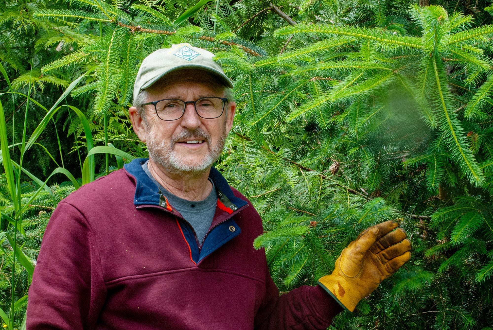 Should WA’s foresters harvest timber or sell it for carbon credits ...