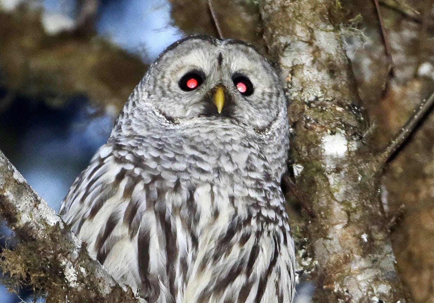 Why wildlife officials are killing some PNW owls to save others ...