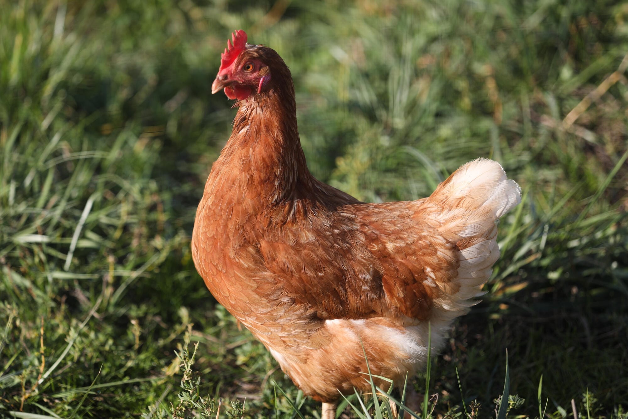 Bird flu is spreading at PNW farms — among animals and workers ...