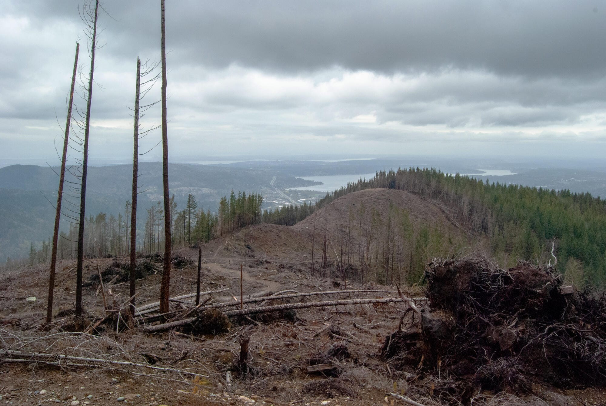 WA Lands Commissioner pauses timber harvest from mature forests ...