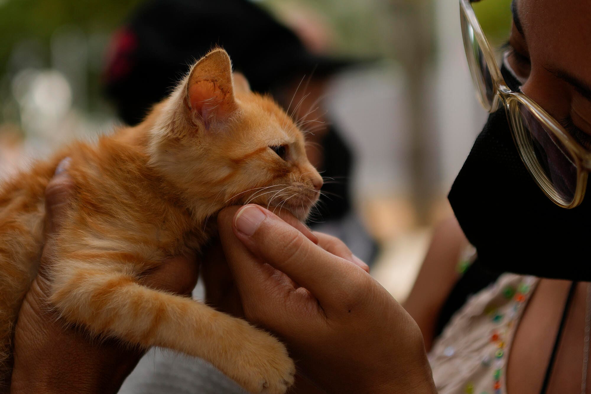 Two cats in King, Snohomish counties test positive for bird flu ...