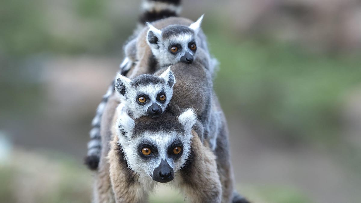 Ring-Tailed Lemurs Battle Tough Terrain Searching for Food | Cascade PBS