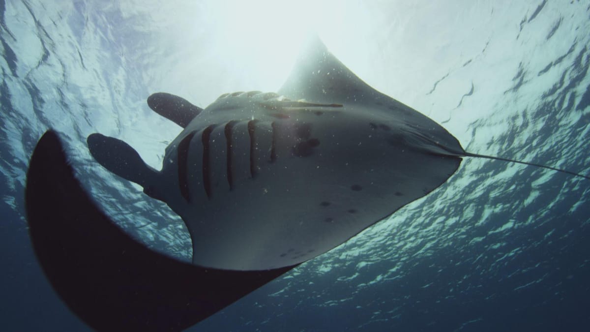 Manta rays feed nearly constantly on prey so minute it is just a haze ...