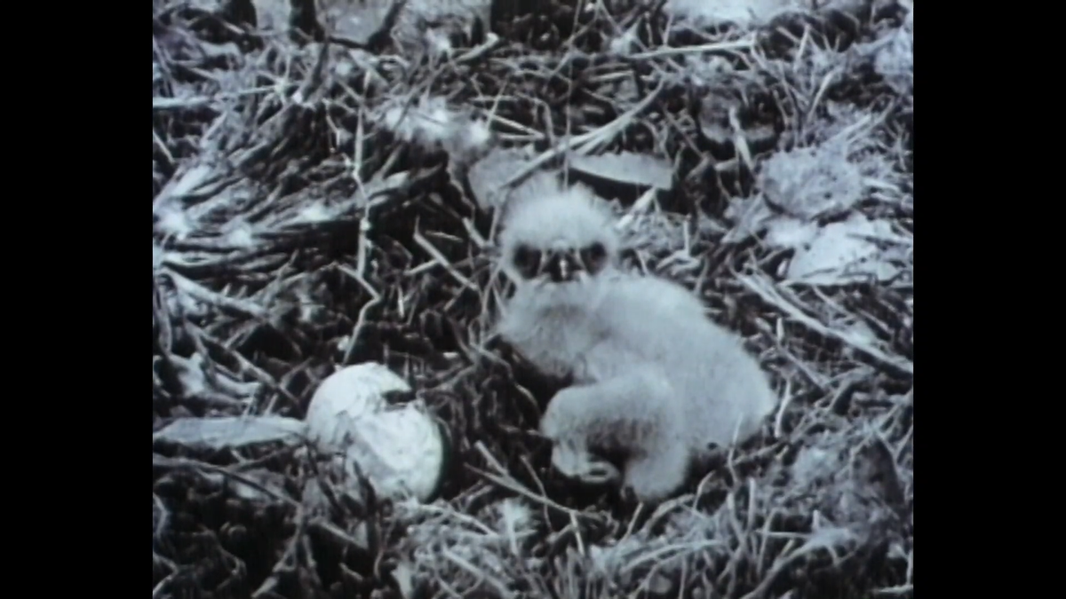 Endangered National Symbol | Cascade PBS