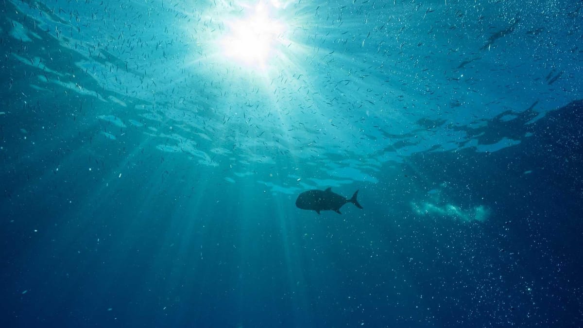 The Fish In The Sea | Cascade PBS
