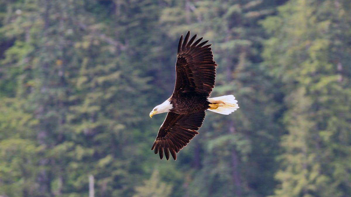 Watch as a Bald Eagle makes live appearance during the first episodes ...