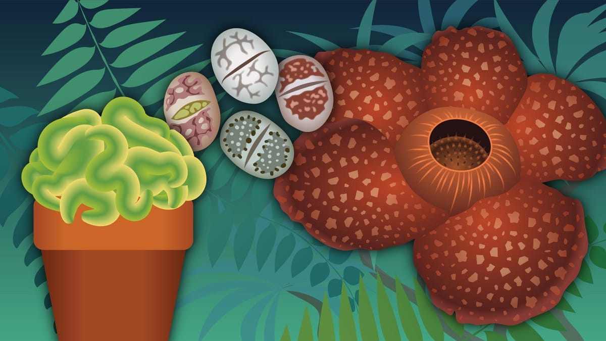 In this episode, we’ll learn how plant knowledge can help you navigate ...