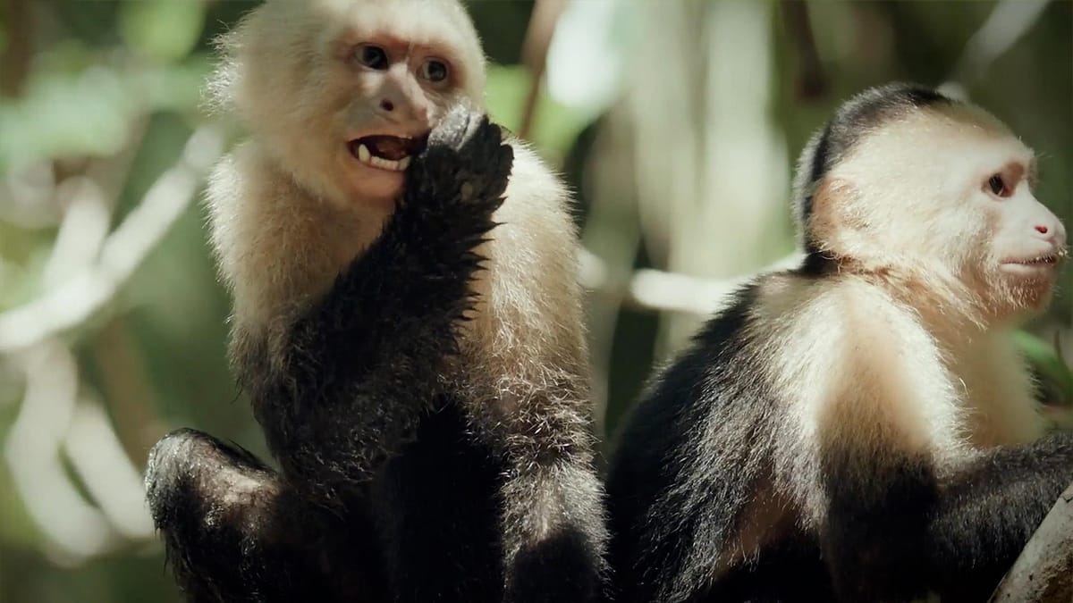 Finding Capuchin Monkeys in Costa Rican Mangroves | Cascade PBS
