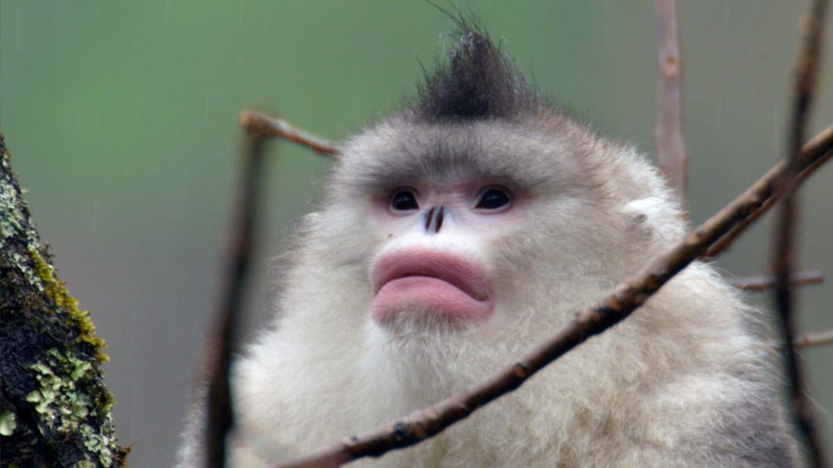 Snub-nosed Monkeys Use Family to Stay Warm | Cascade PBS