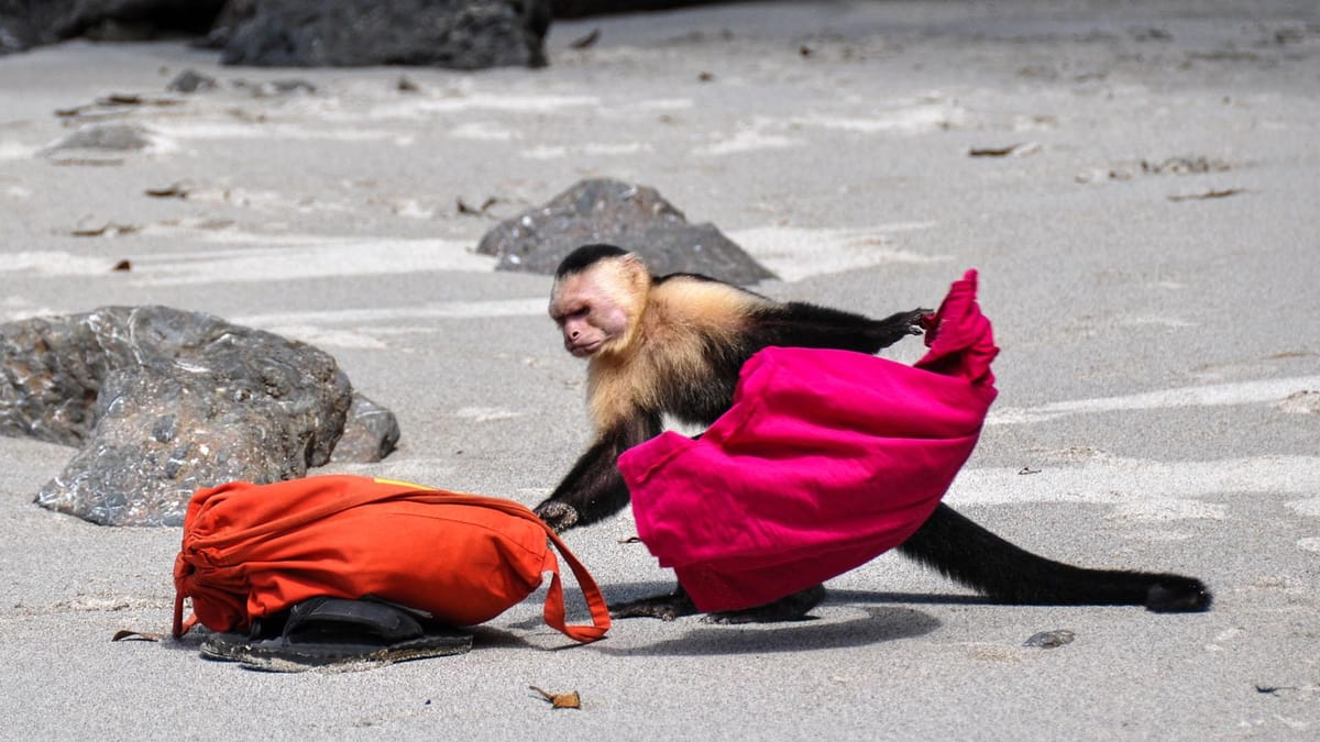 Capuchin monkeys in Costa Rica play willing tourists to get their food.