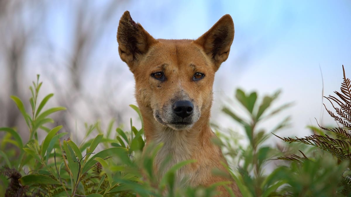 Meet the many species of canids, the family of wild dogs.