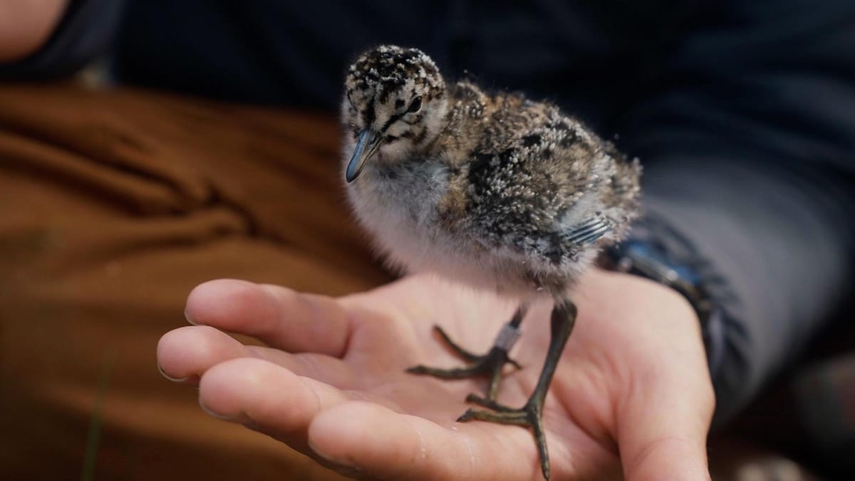 The Perilous Life of Shorebird Chicks | Cascade PBS
