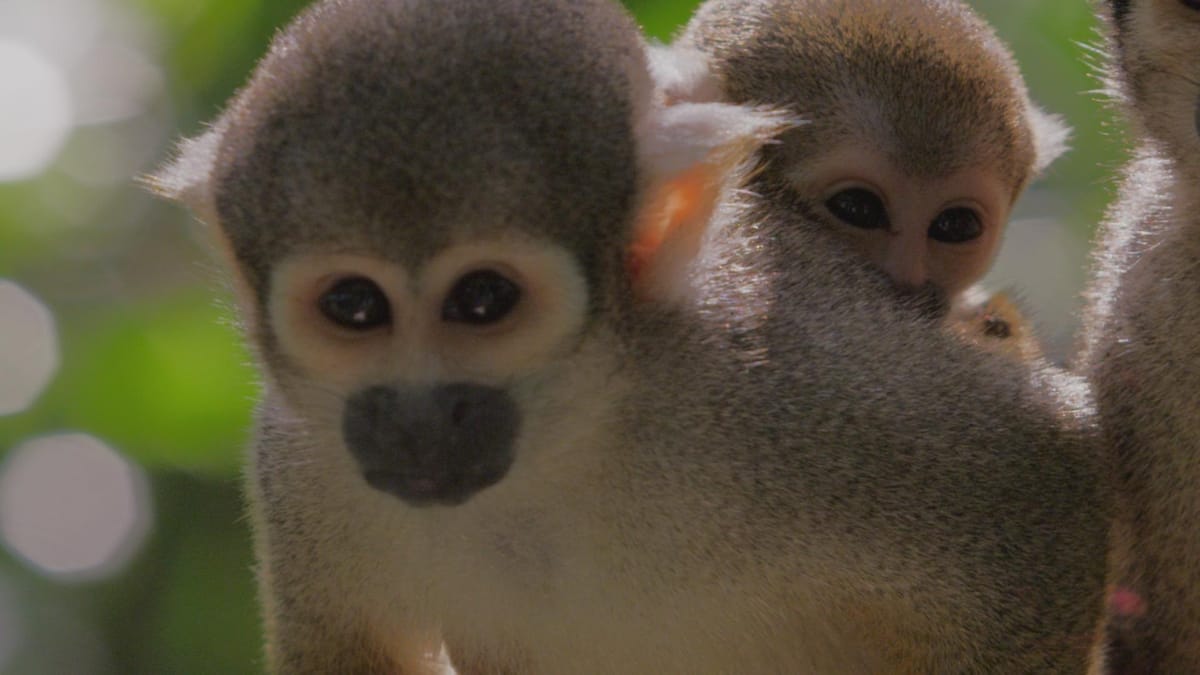 Meet Your Cousins: Squirrel Monkeys | Cascade PBS
