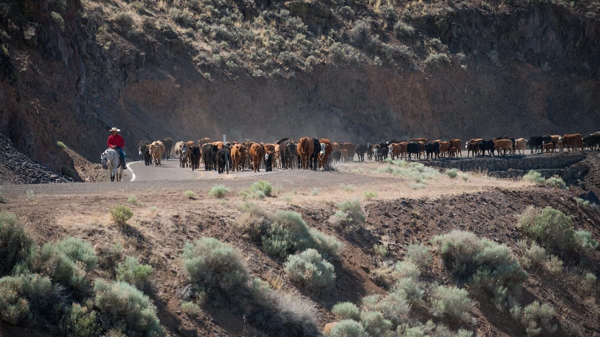 Cattle Drives | Cascade PBS