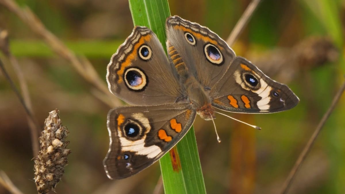 Butterflies – Bringing Butterflies Home! | Cascade PBS