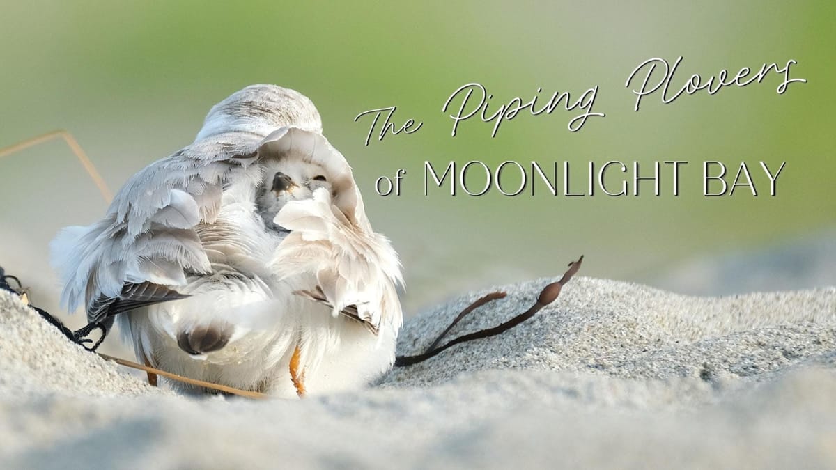 Piping Plovers raise their tiny chicks on a crowded beach in this ...