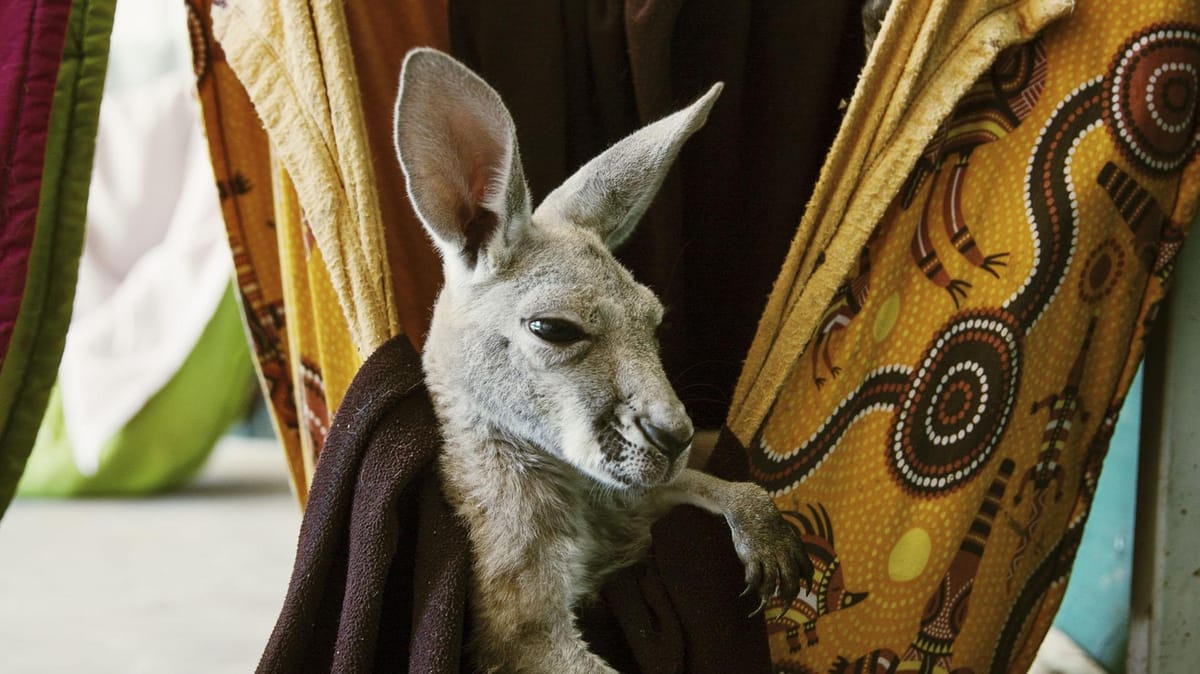 Kangaroo School | Cascade PBS