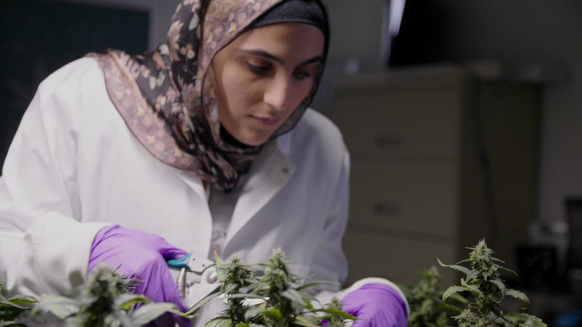 What cannabis DNA can reveal about the plant’s evolution. | Cascade PBS