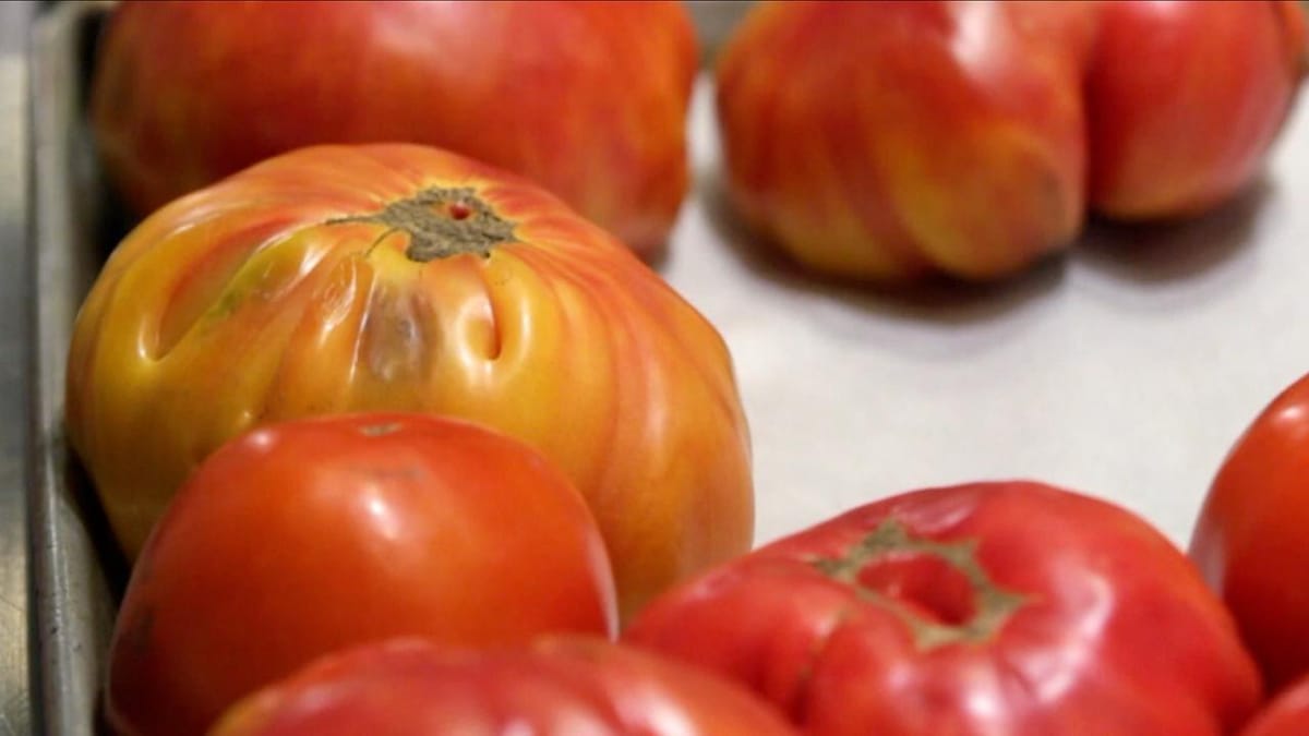 Tomato Pie | Cascade PBS