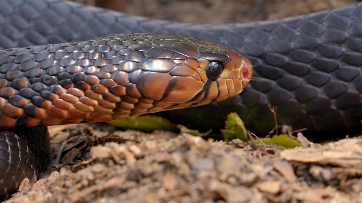 The Serpent's Lair | WILD HOPE | Cascade PBS