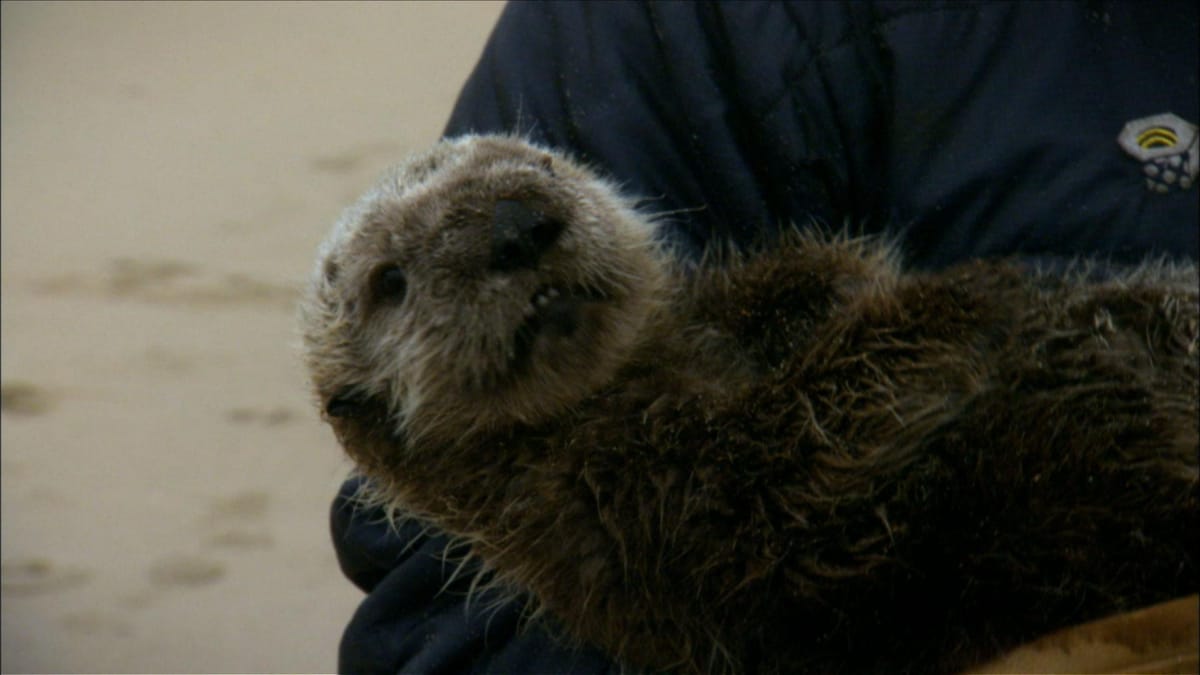 Saving Otter 501 - Preview | Cascade PBS